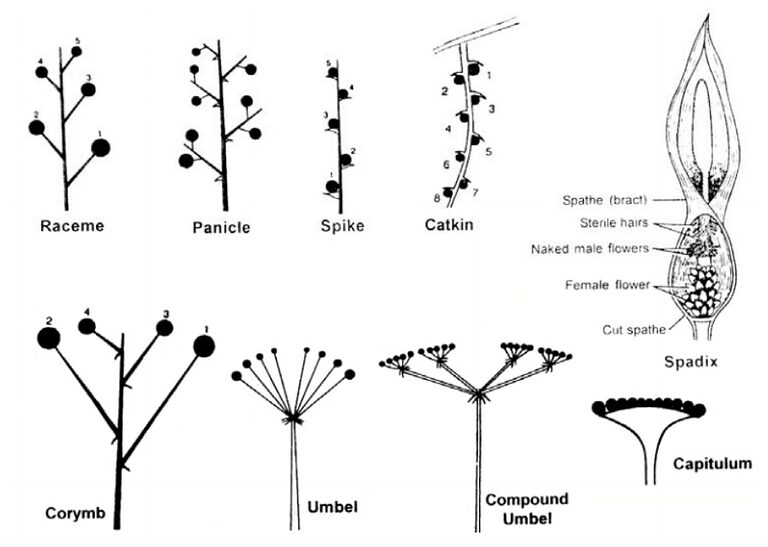 Flores elegantes y funcionales: ¿Qué son las inflorescencias del ...