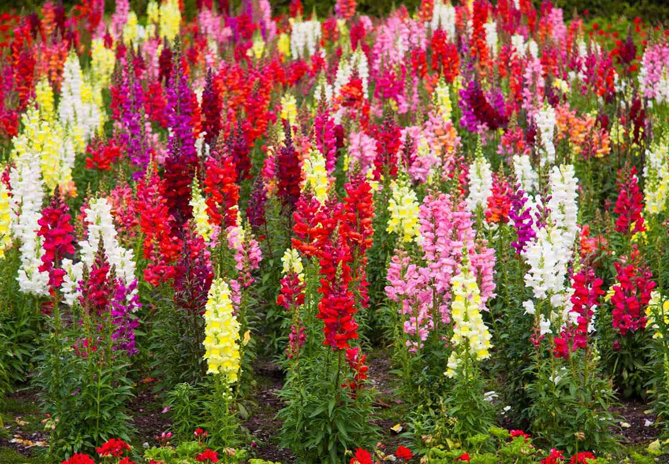 Flores elegantes y funcionales: ¿Qué son las inflorescencias del ...