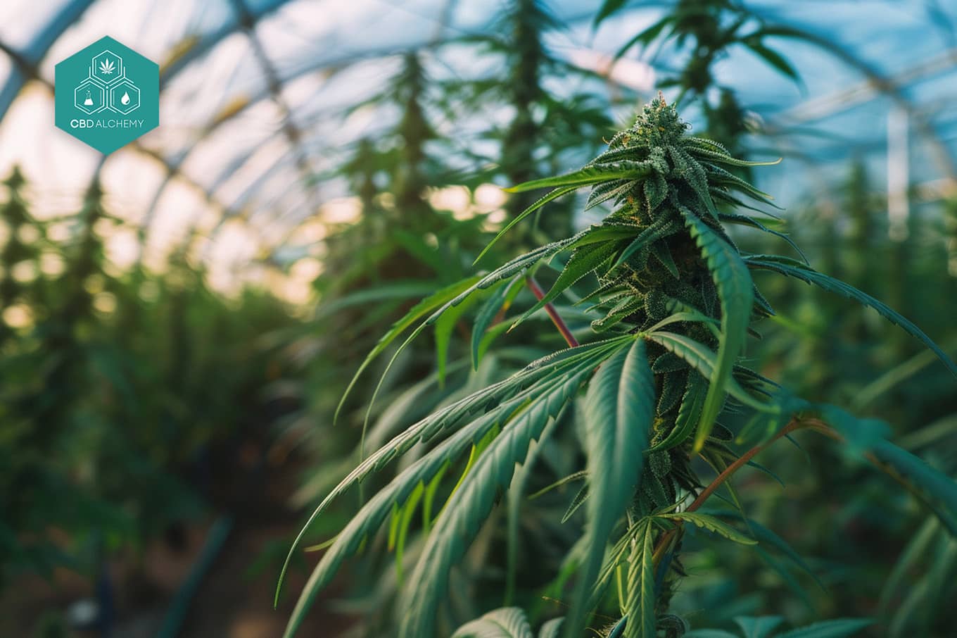 Guía Avanzada: Cultivo de Flor de Marihuana