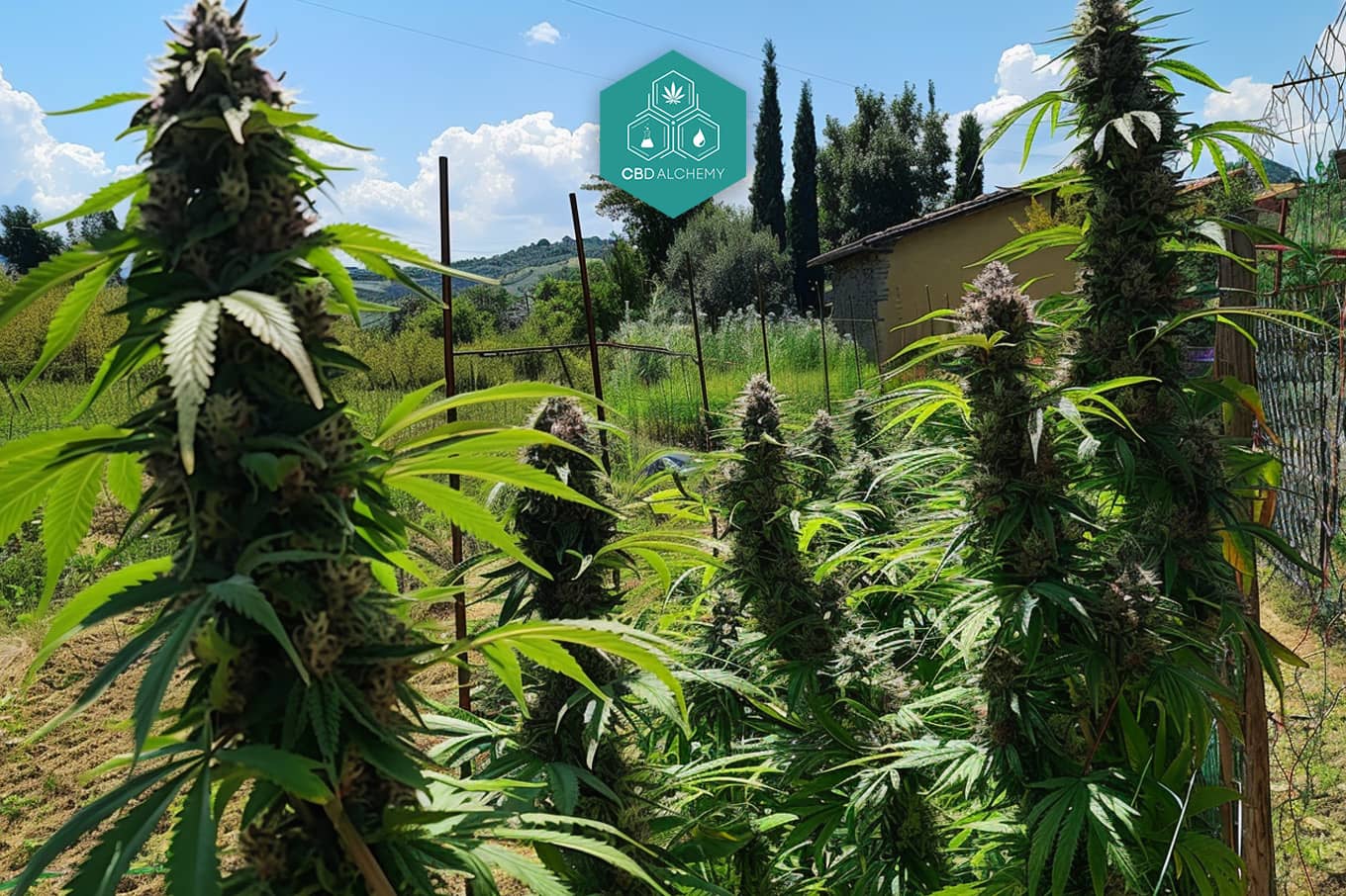 Guía Avanzada: Cultivo de Flor de Marihuana