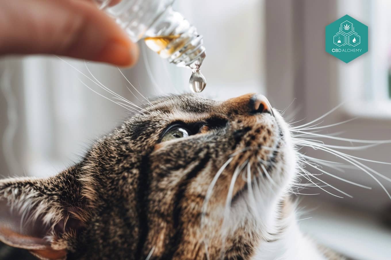 CBD para Gatos: Beneficios, Dosis y Uso Seguro | CBD Alchemy