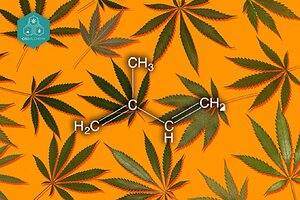 Terpenos: Qué Son, Propiedades y Beneficios