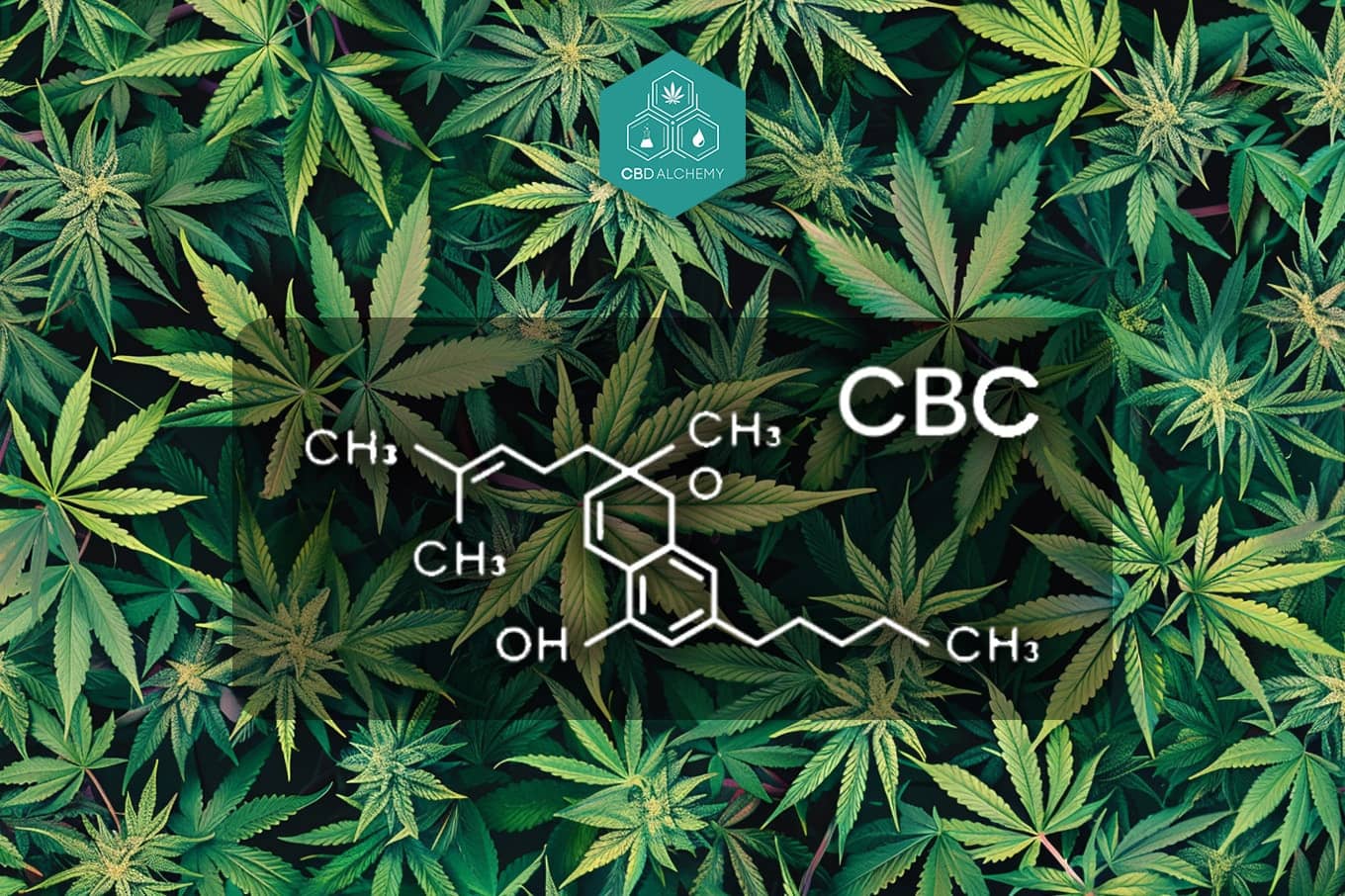 CBC Medizin: Vorteile von Cannabichromen | CBD Alchemy