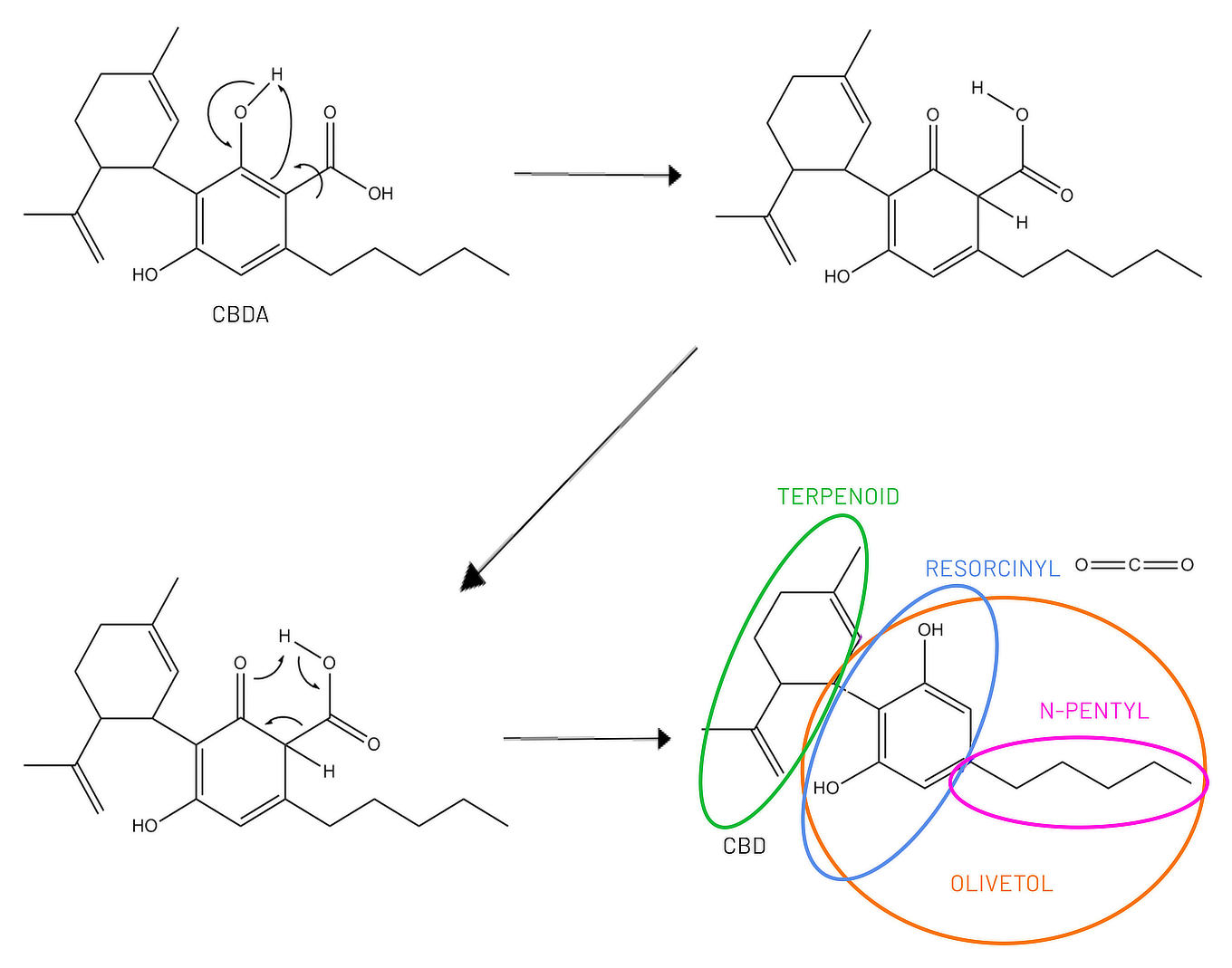 What exactly is Cannabidiolic Acid? | CBD Alchemy