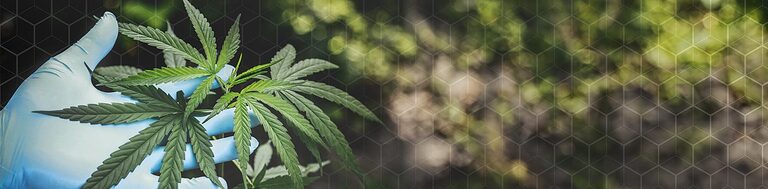 A Comprehensive Guide to Cannabis Strains | CBD Alchemy