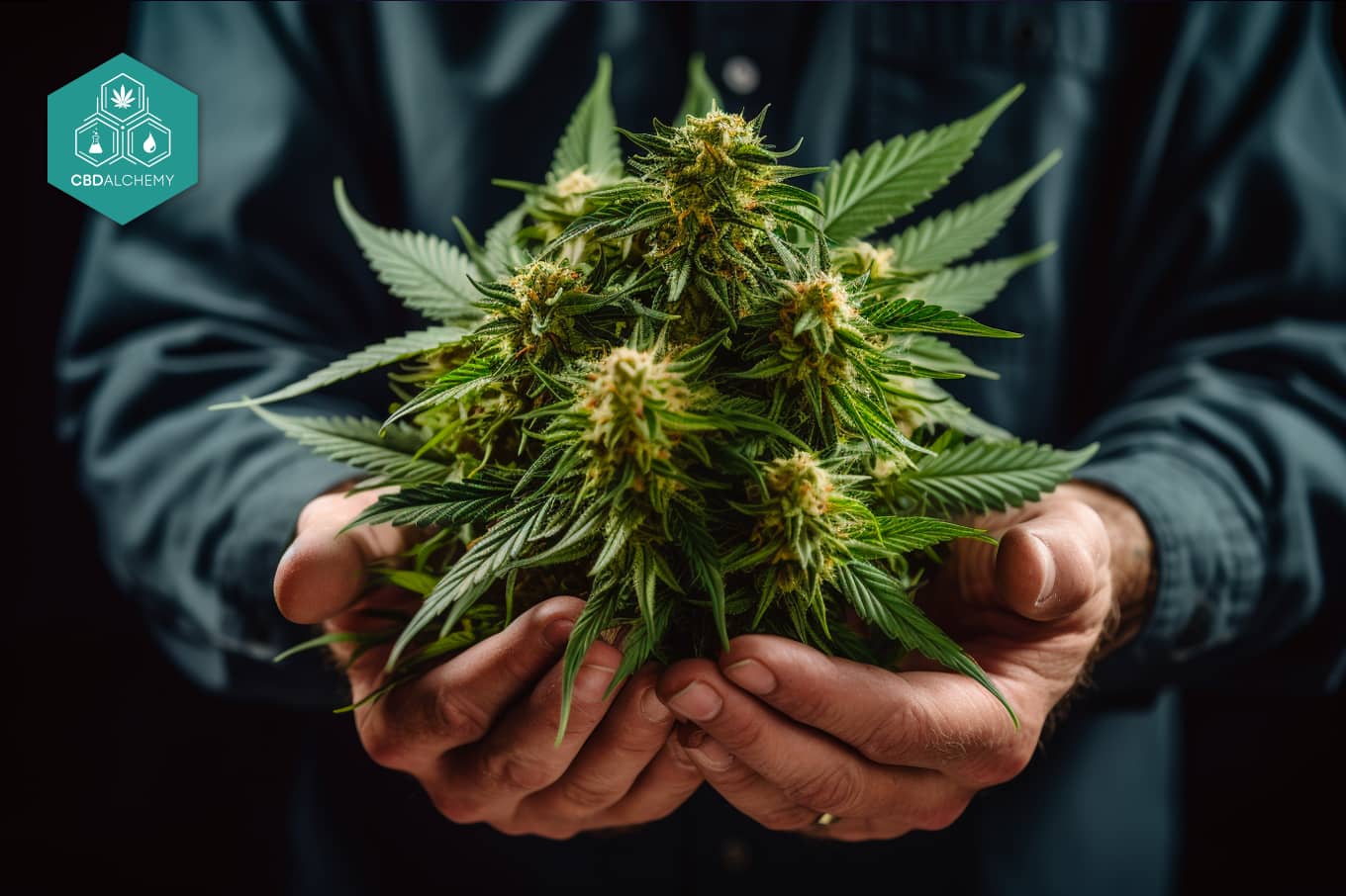 Uncovering the Facts: A Guide to Indica vs. Sativa Strains | CBD Alchemy