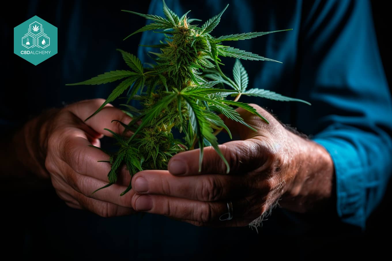 Uncovering the Facts: A Guide to Indica vs. Sativa Strains | CBD Alchemy