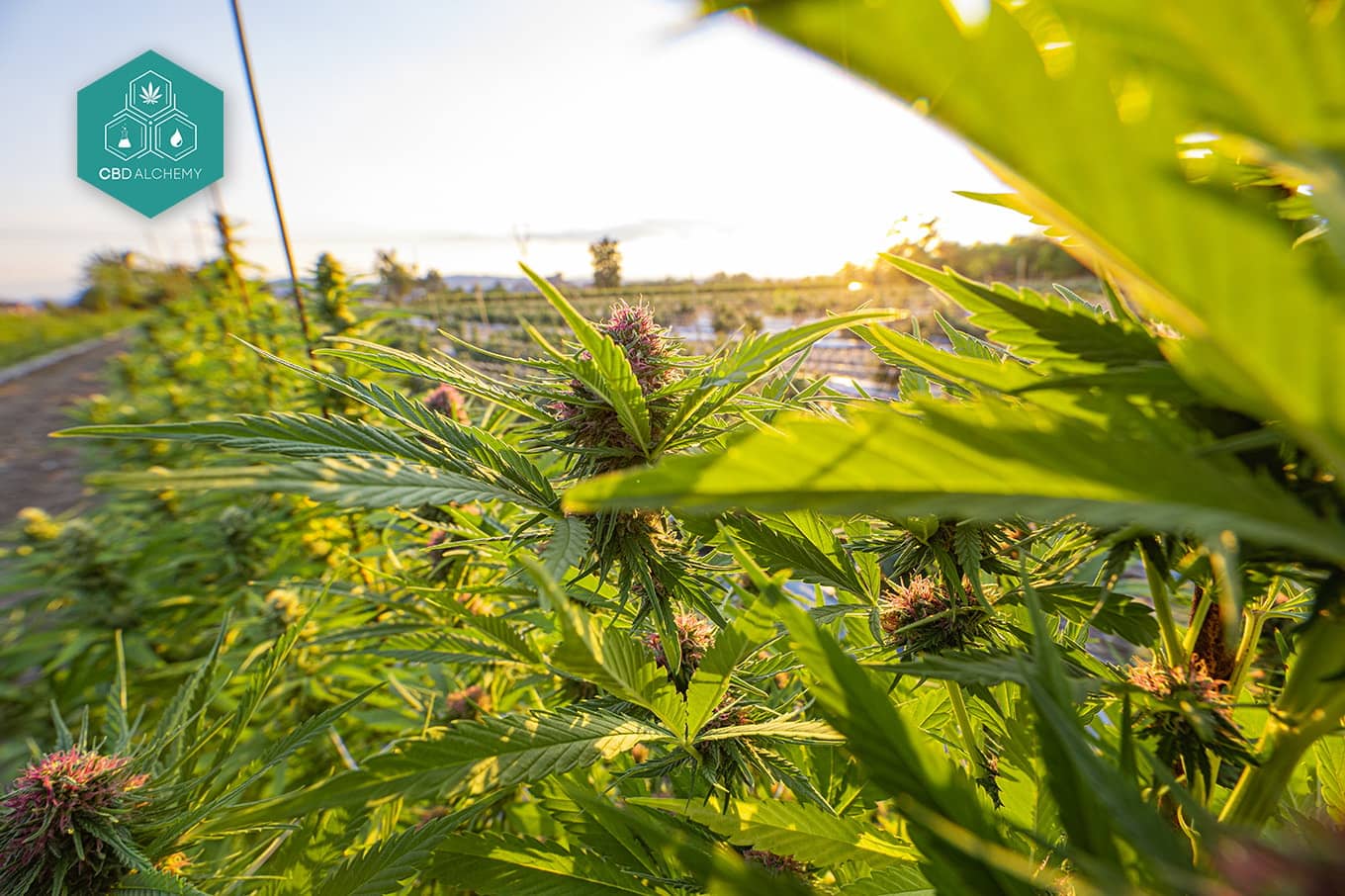 Discover the Effects of CBD Flowers: Benefits and Uses