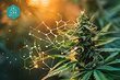 Cannabis Terpenes Guide: Effects, Chart & Types | CBD Alchemy