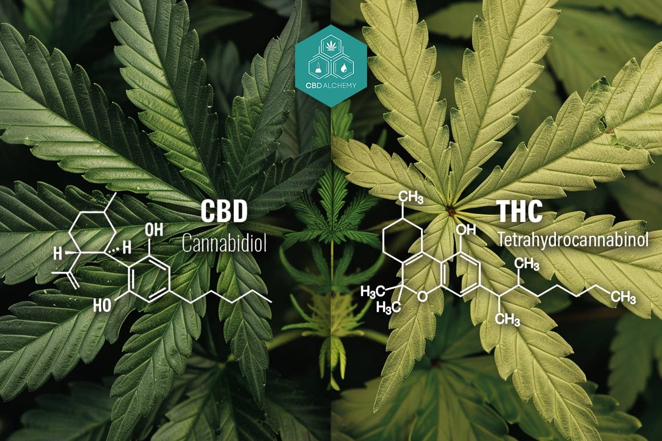 What Is Thc Properties And Effects Of Cannabis Explained