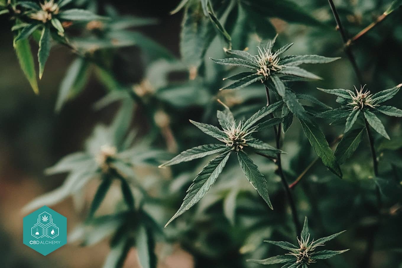 Ruderalis Weed Plant: A Complete Guide