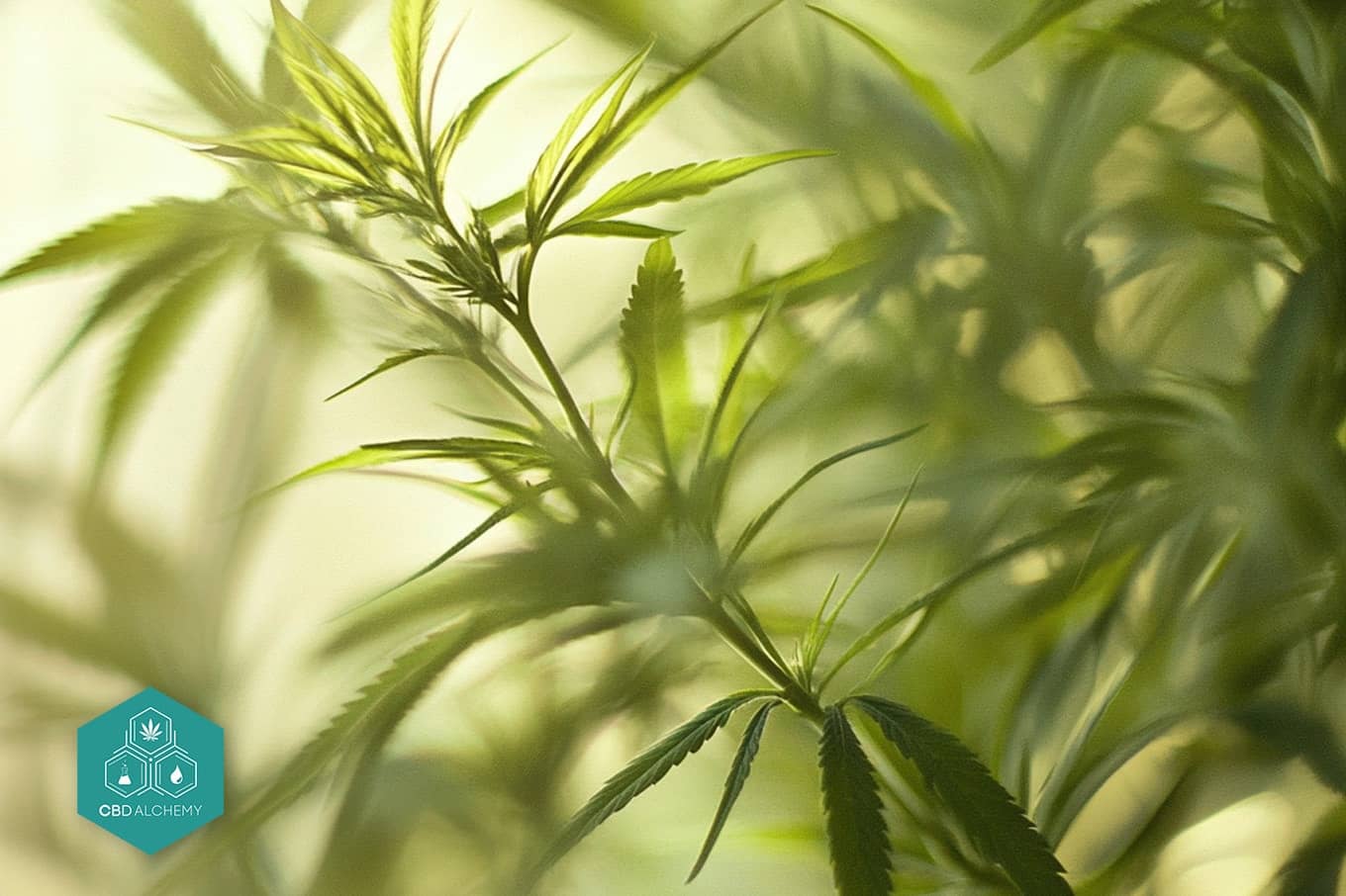 Ruderalis Weed Plant: A Complete Guide