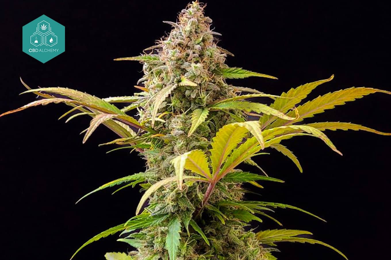 Ruderalis Weed Plant: A Complete Guide