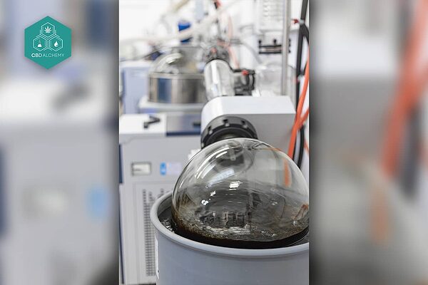 CBG Extraction Process: Best Methods & Techniques Explained