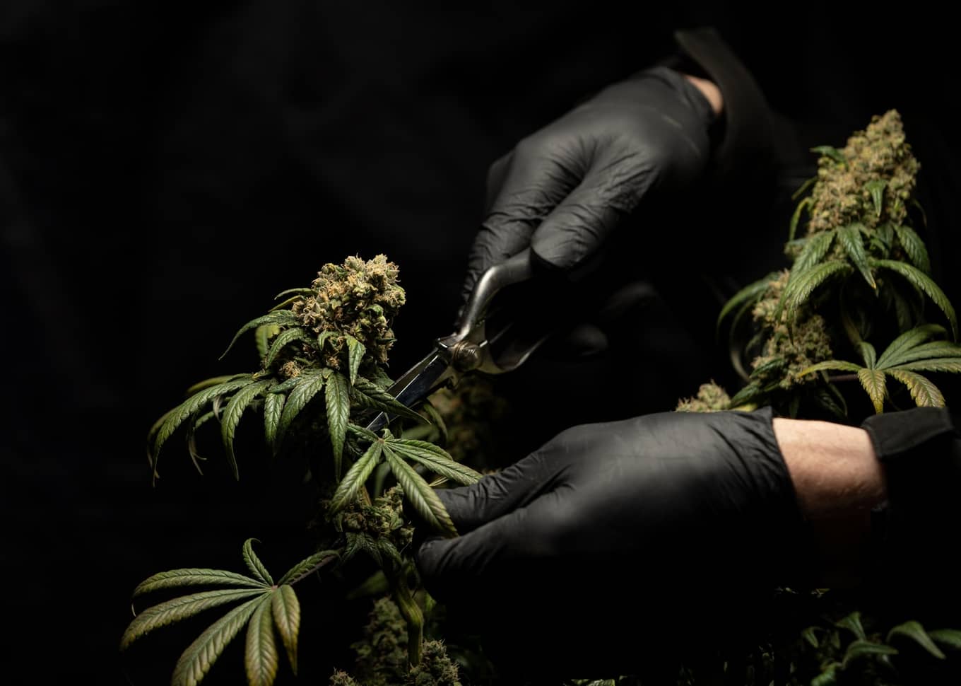 Is hemp a drug? | CBD Alchemy