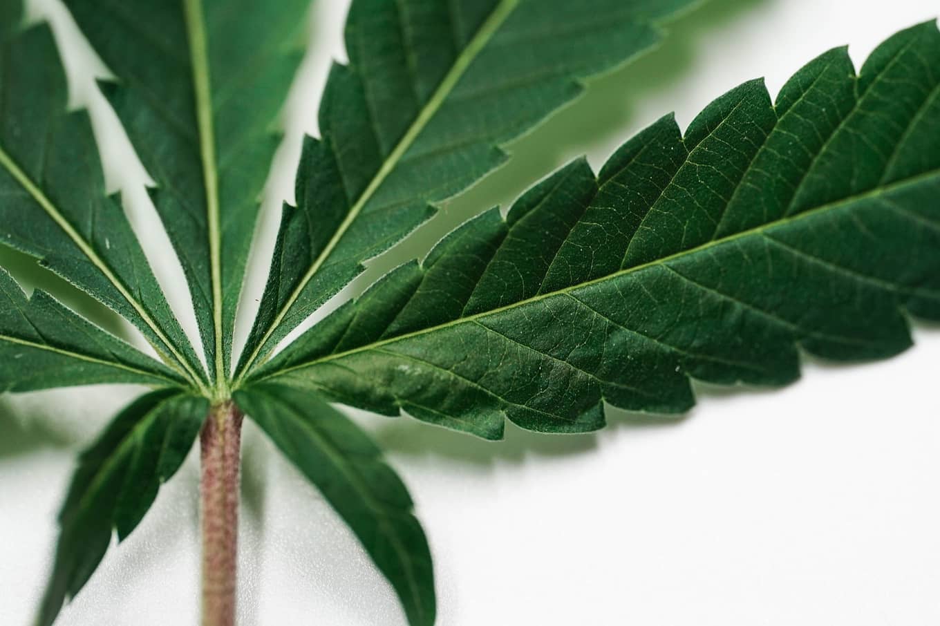How and where to buy Weed or Mary Jane? | CBD Alchemy