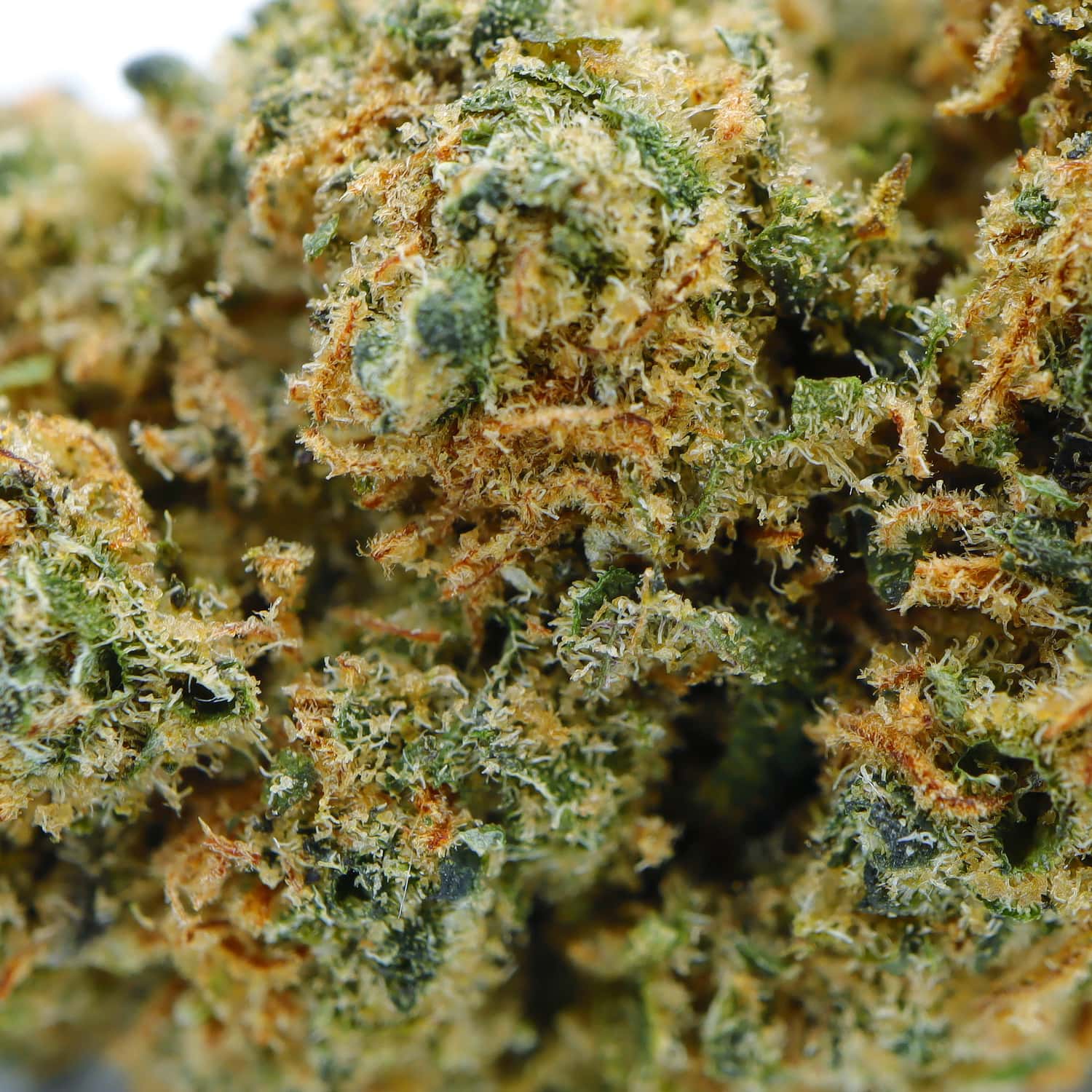 Blueberry | CBD Alchemy