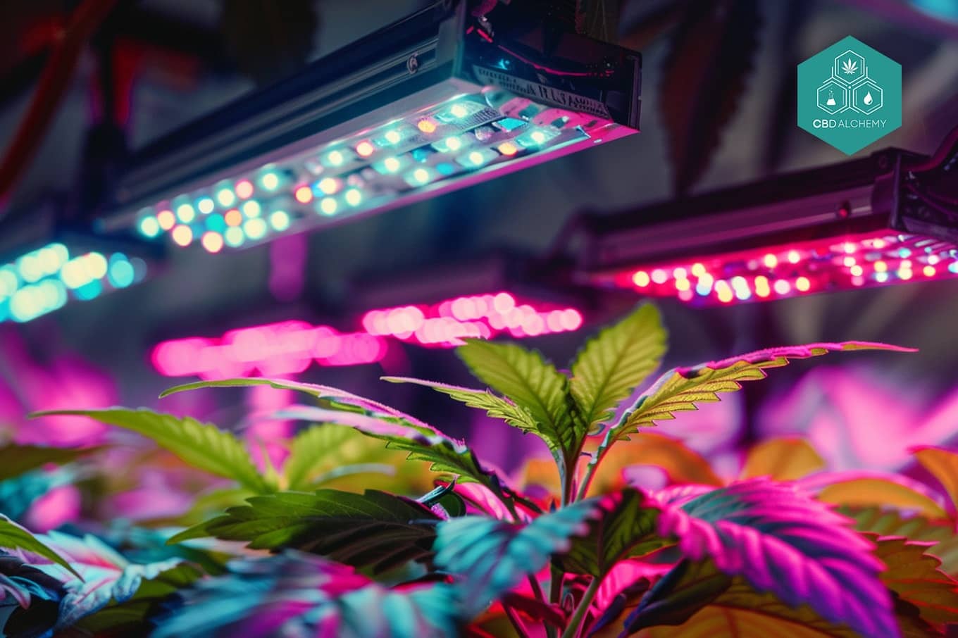 Cannabis Indoor : Techniques et Avantages | CBD de Qualité